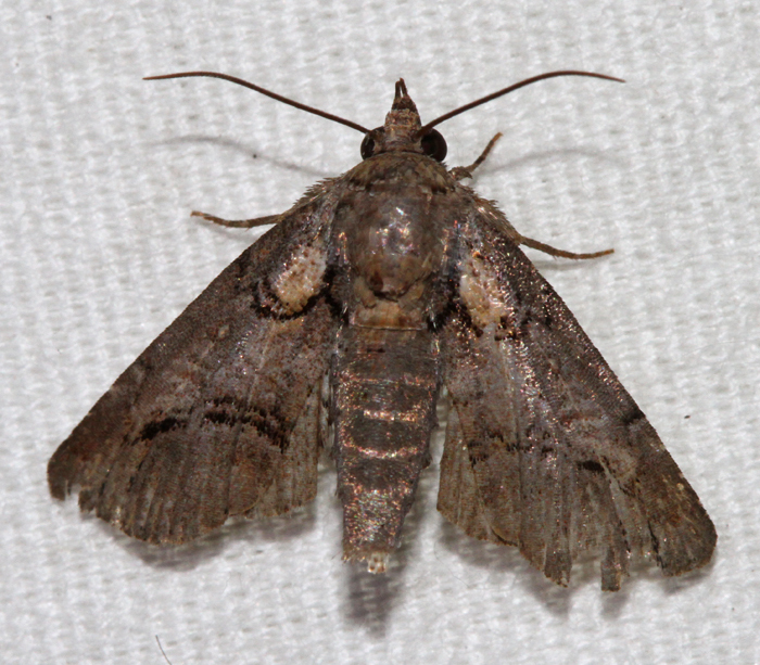 Pygmy Paectes Moth from Edwards County, TX, USA on June 29, 2022 at 10: ...