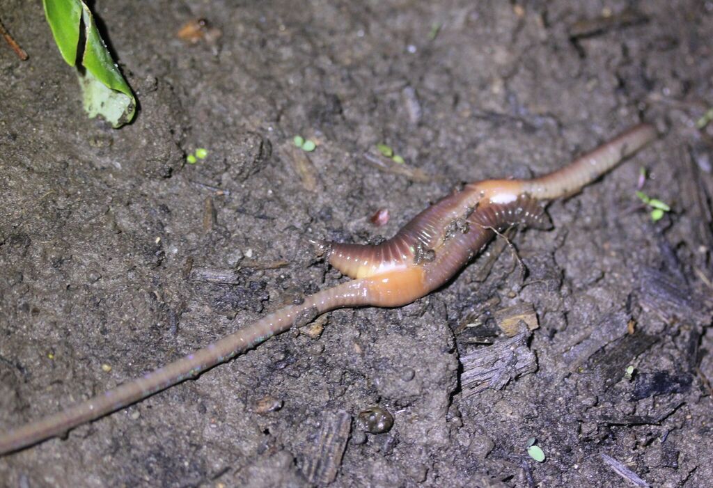 Common Earthworm from Александровский р-н, Владимирская обл., Россия on ...