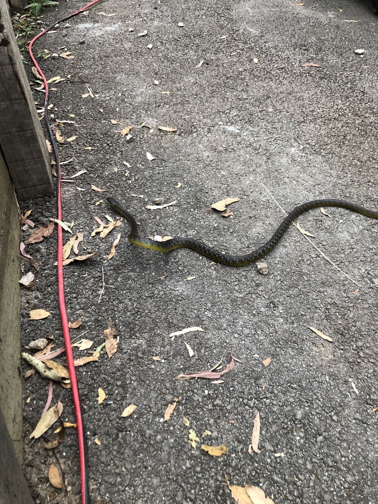 Common Tree Snake in April 2020 by craigwelden · iNaturalist