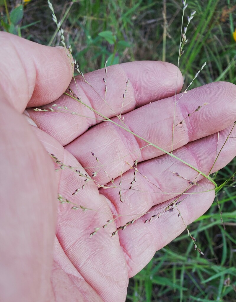 Long-leaved Redtop-Panicgrass from Nacogdoches County, TX, USA on ...