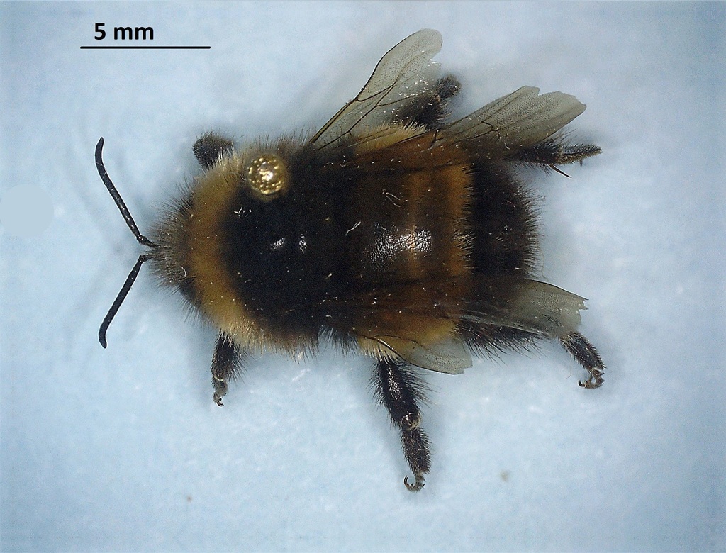 Yellow-banded Bumble Bee from Rang Beau Lac, Stratford, QC, Canada on ...