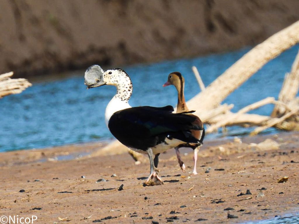 Comb Duck in December 2022 by guagui. Foto de Nicolás Pellicer ...