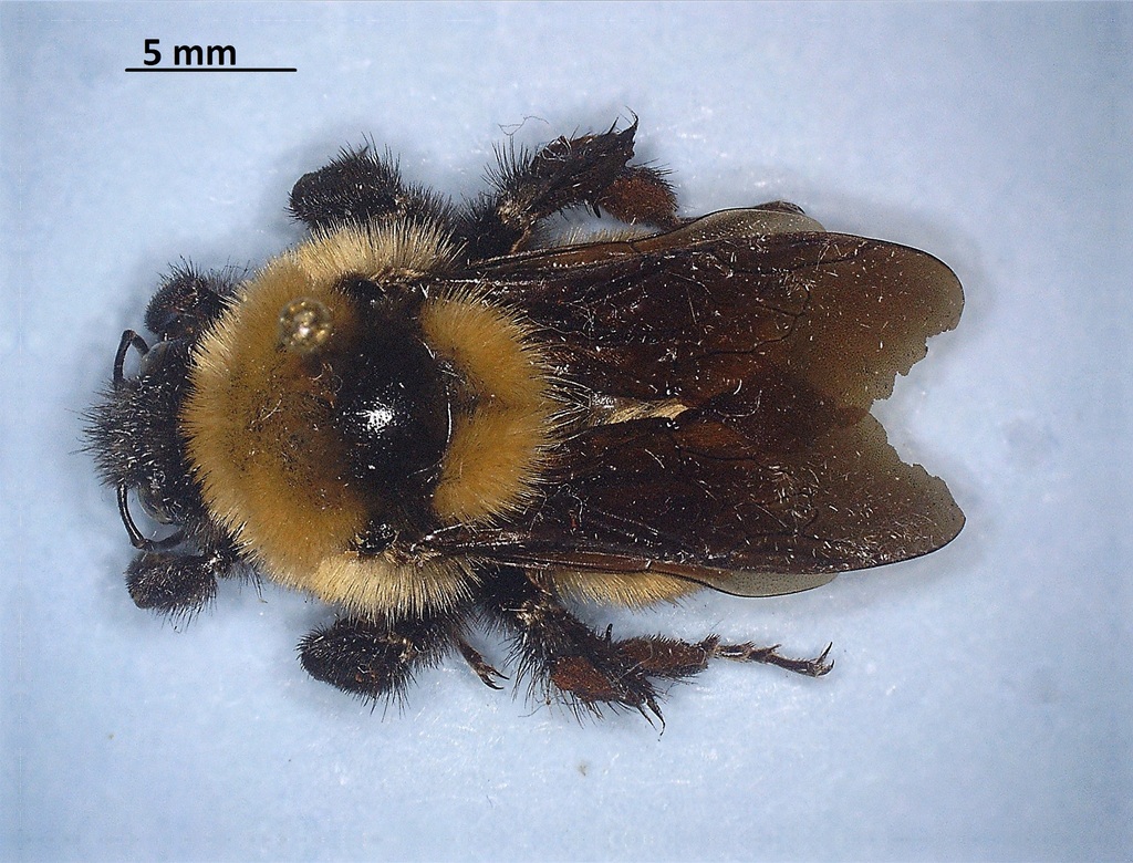 Golden Northern Bumble Bee from Rock Forest, Sherbrooke, QC, Canada on ...