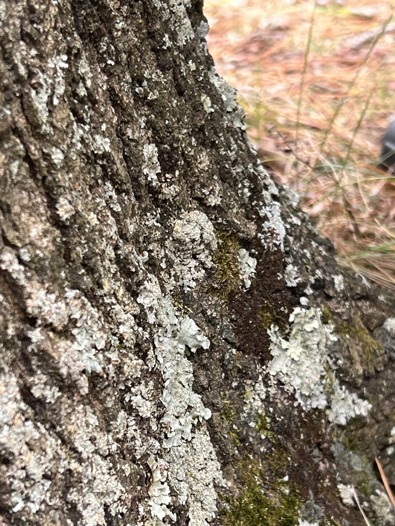 mustard lichen from Scarlet Tanager Loop, Bowie, MD, US on December 10, 2022 at 10:44 AM by ...