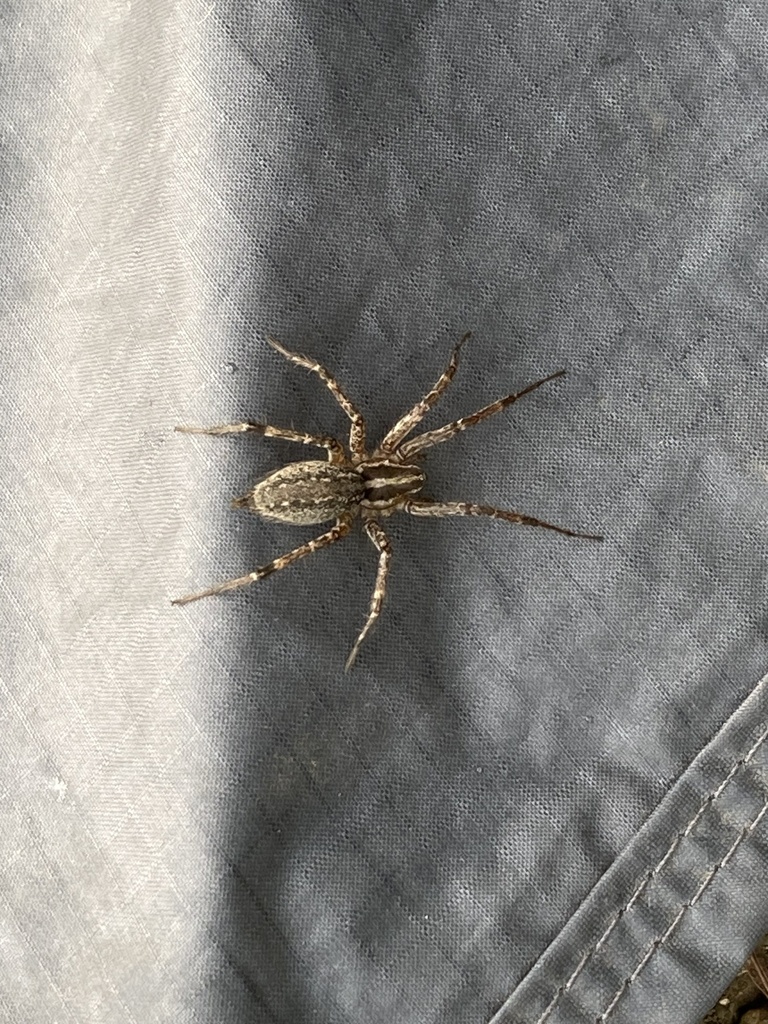 Grass Spiders from Cedar Hill State Park, Cedar Hill, TX, US on ...