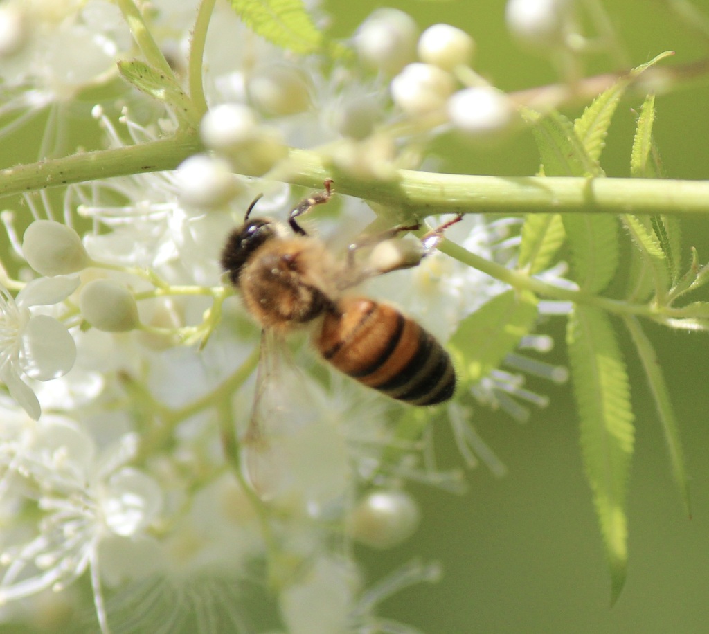 Western Honey Bee from Hamilton, Ohio, United States on August 19, 2022 ...