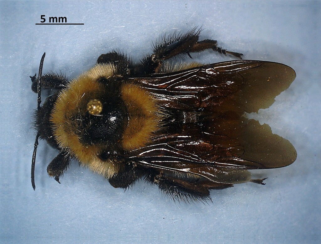 Golden Northern Bumble Bee from Valcourt, QC, Canada on July 03, 1994 ...