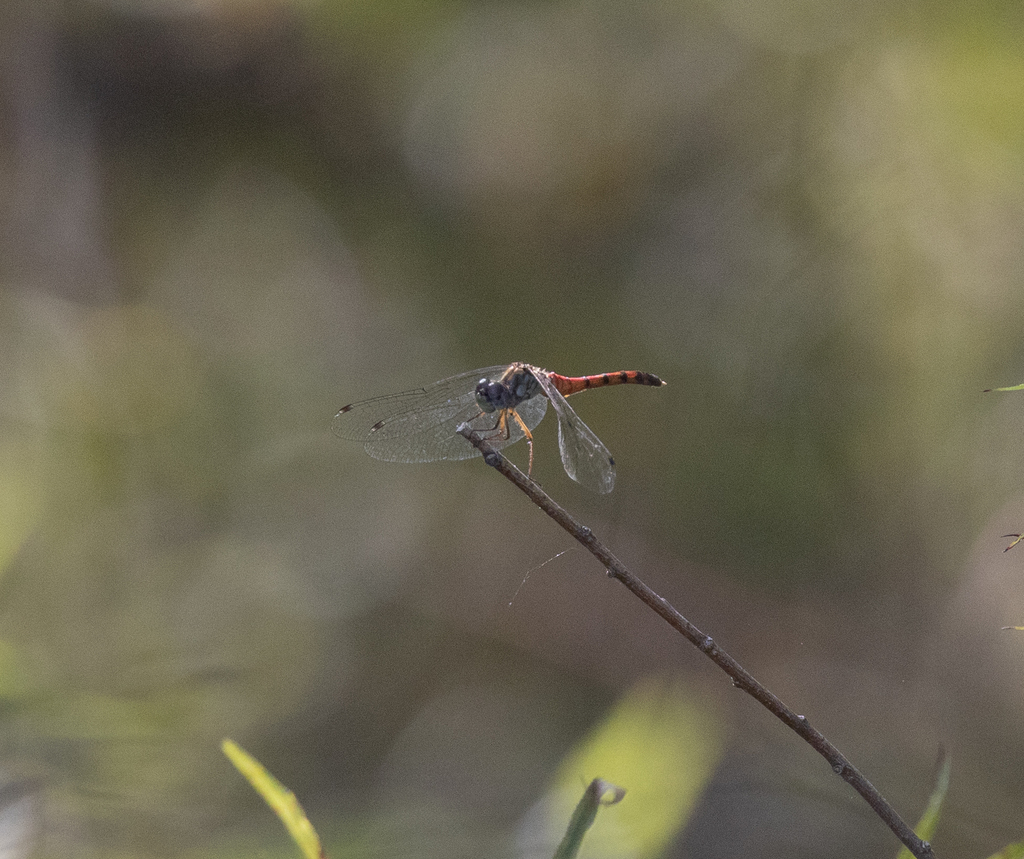 Blue-faced Meadowhawk from West Alton, MO, USA on August 26, 2022 at 10 ...