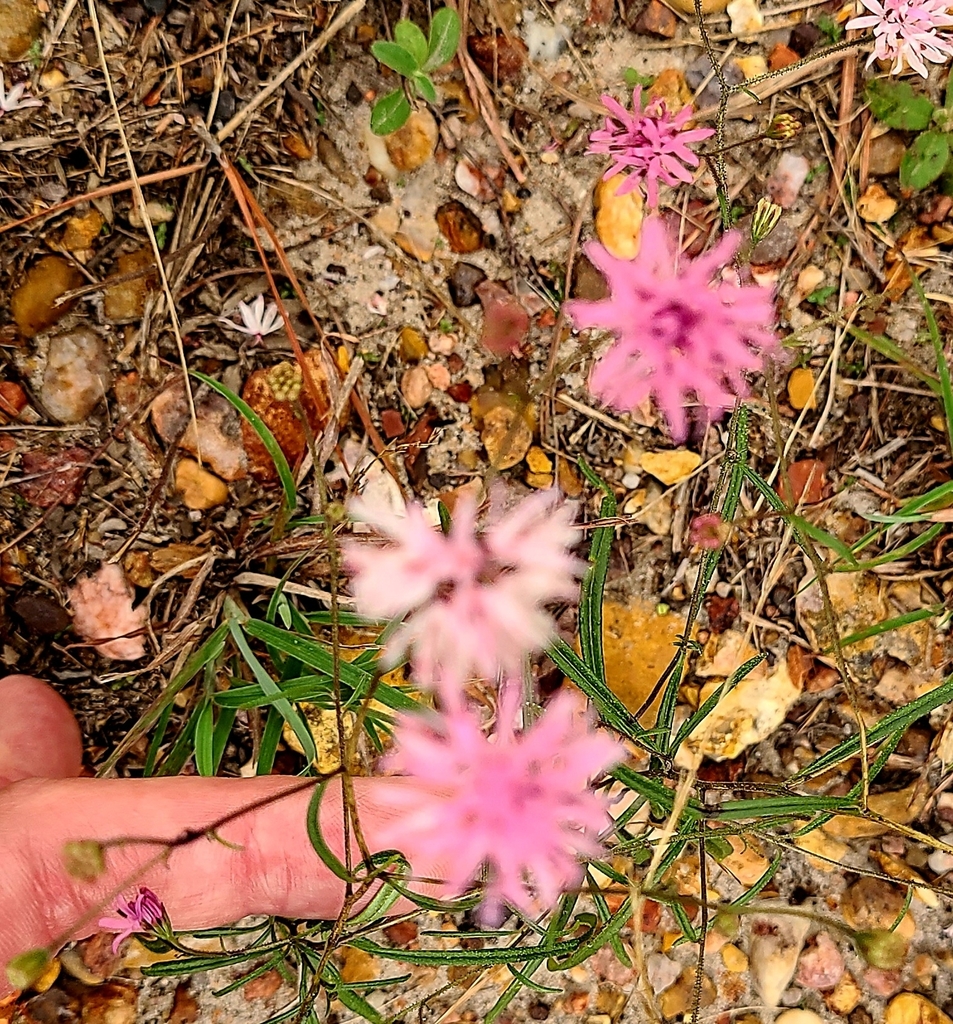 Small Palafox from Bastrop, TX 78602, USA on December 10, 2022 at 04:27 ...