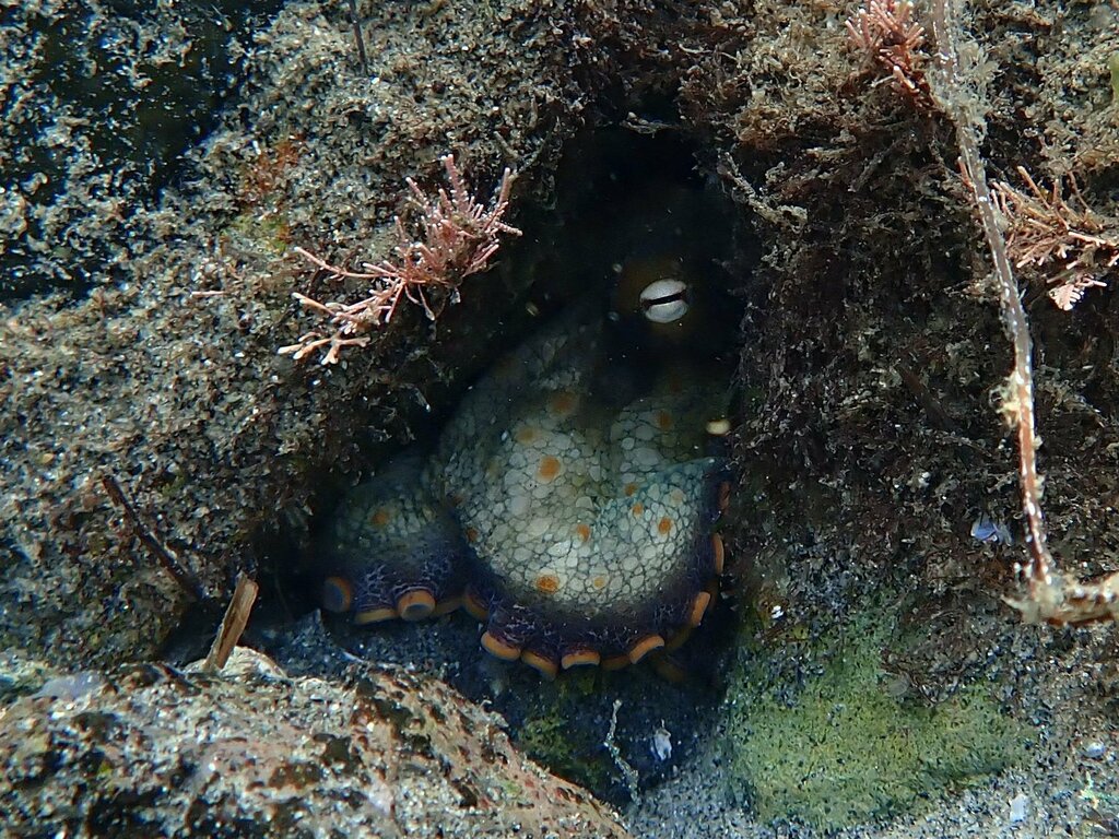 Lesser Two-spot Octopus from Mission Bay, San Diego, CA, USA on ...