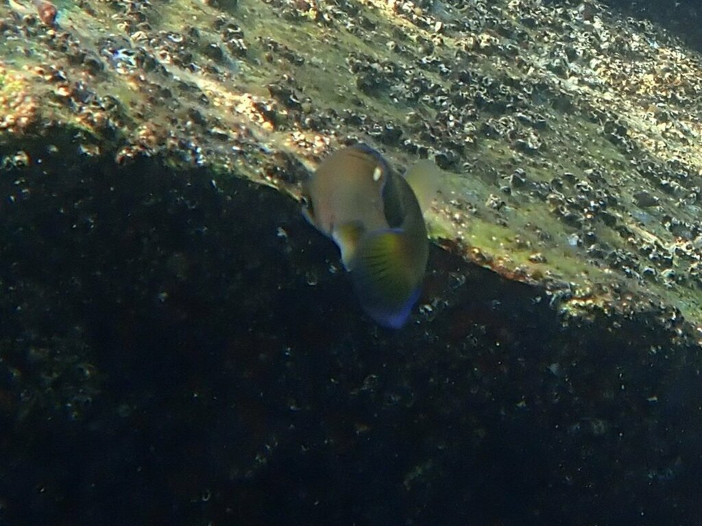 Opaleye from Mission Bay, San Diego, CA, USA on September 1, 2022 at 09 ...