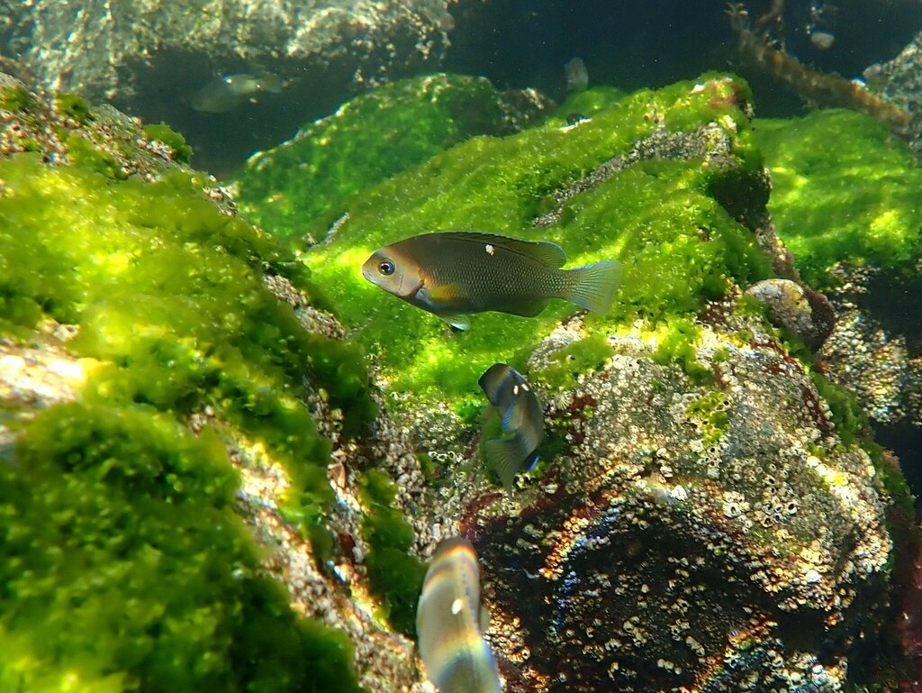 Opaleye from Mission Bay, San Diego, CA, USA on September 1, 2022 at 09 ...