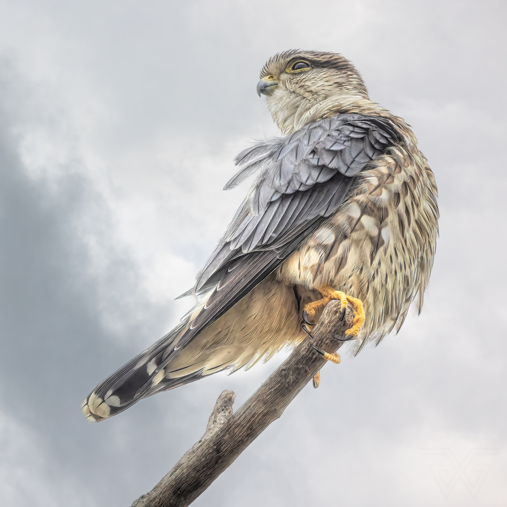 Merlin from 400 Grove Blvd, Austin, TX 78741, USA on December 10, 2022 ...