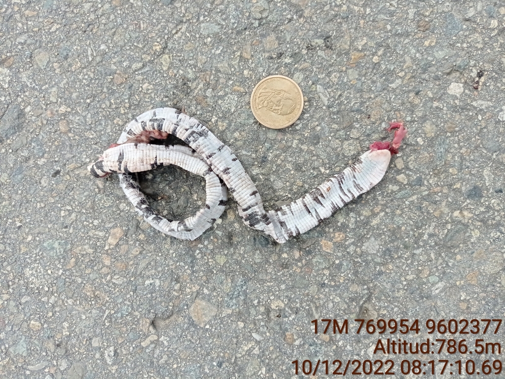 Bassler's Worm Lizard from El Guisme, Ecuador on December 10, 2022 at ...