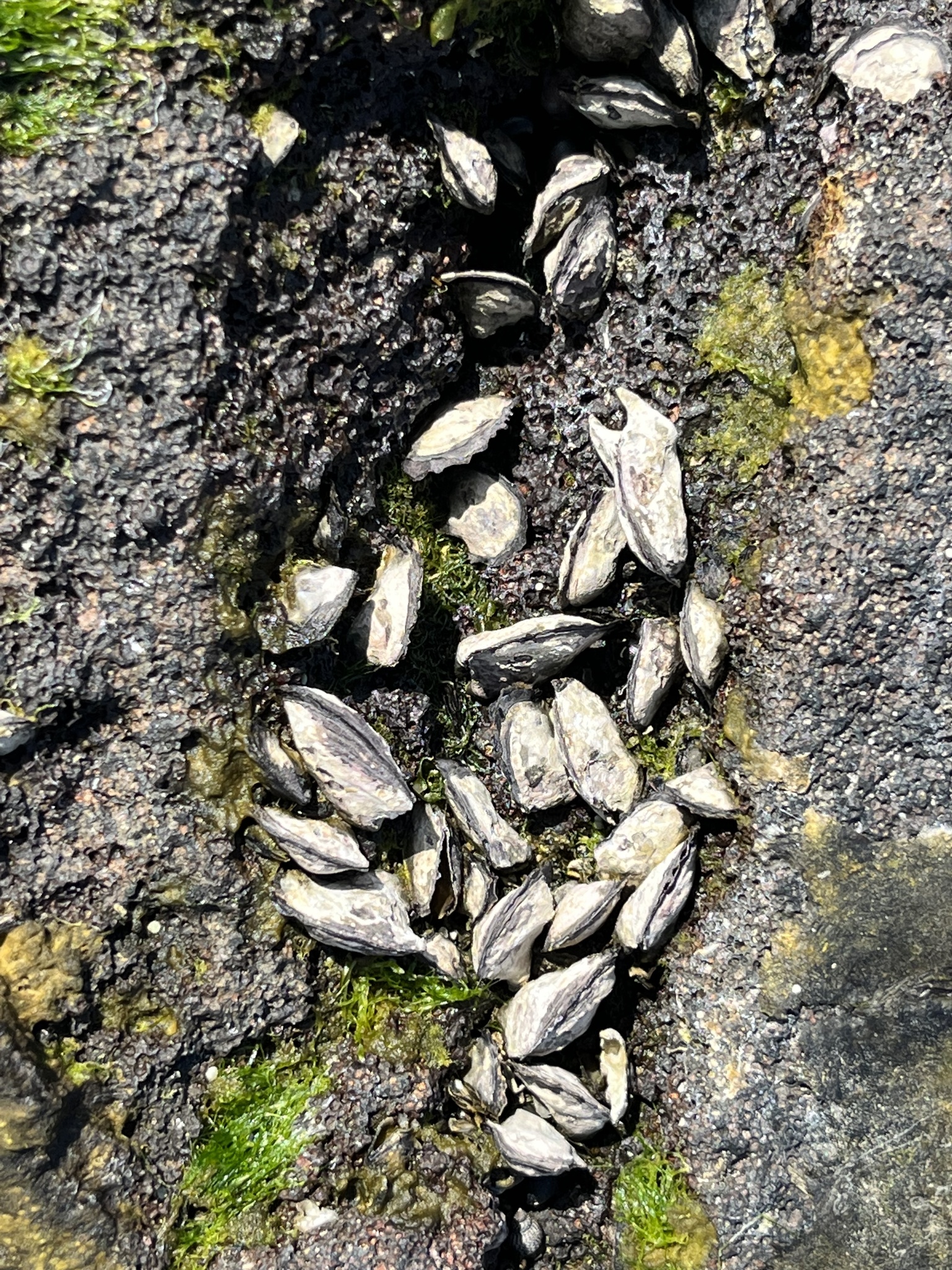 Isognomon californicus (Conrad, 1837)