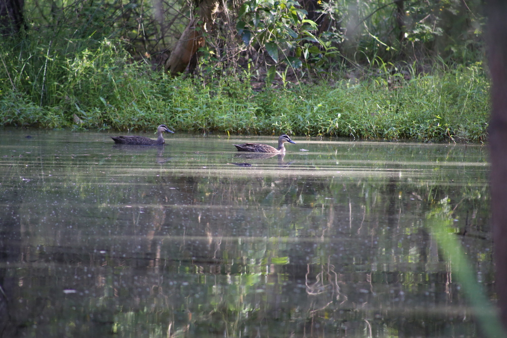 Pacific Black Duck from Wakerley, Queensland, Australia on December 11 ...