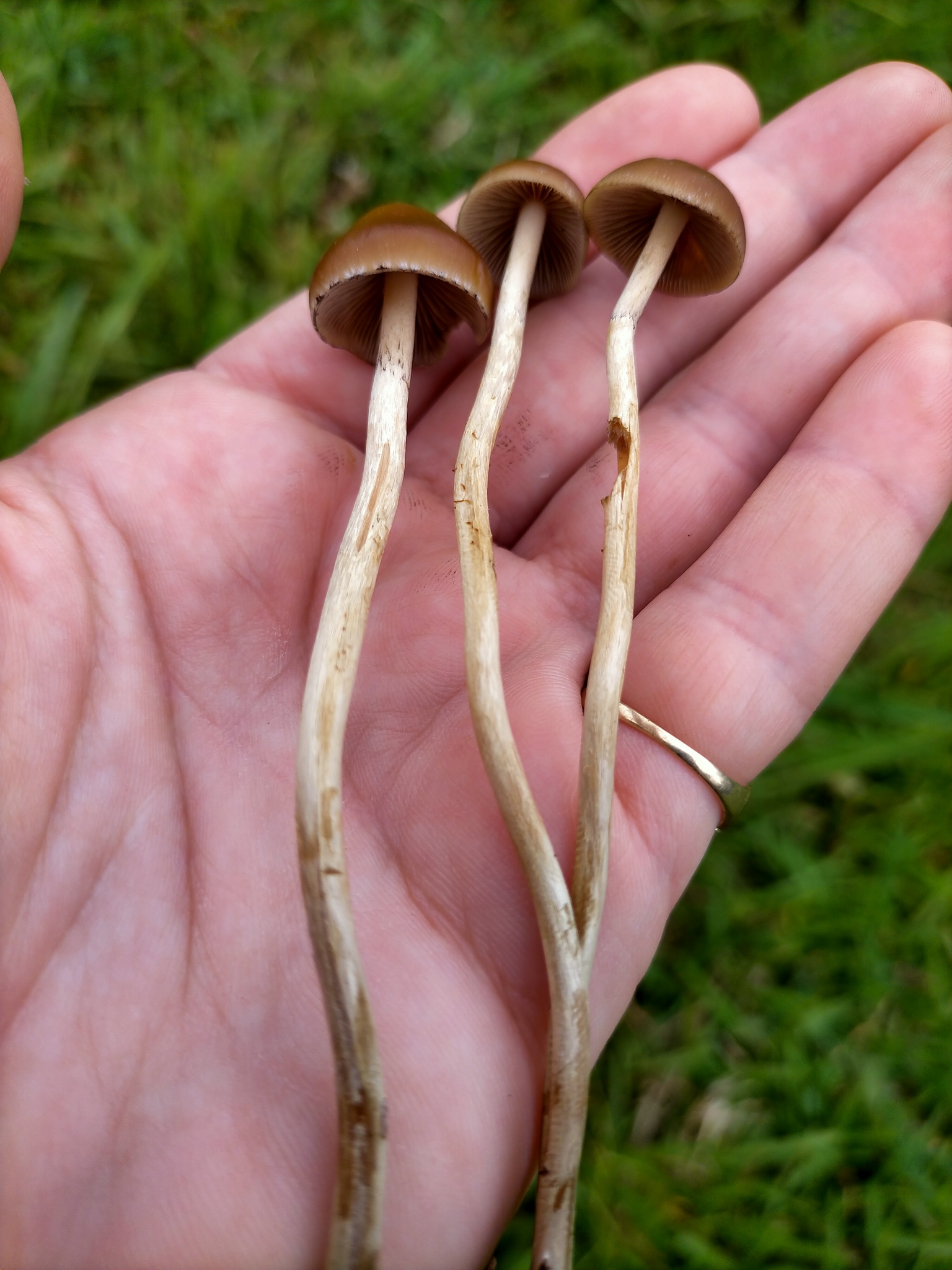 Psilocybe samuiensis Guzmán, Bandala & J.W.Allen