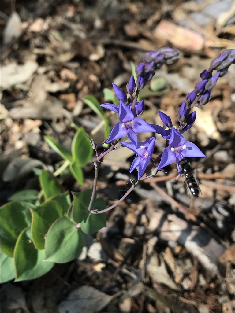 Charcoal Stingless Bee from The Ridgeway, Napoleon Reef, NSW, AU on ...