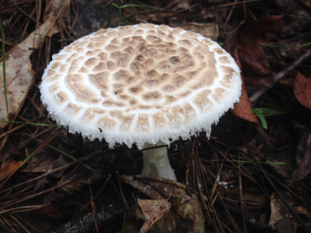 Hesler's Lepidella (Amanita Mushrooms of the World) · iNaturalist