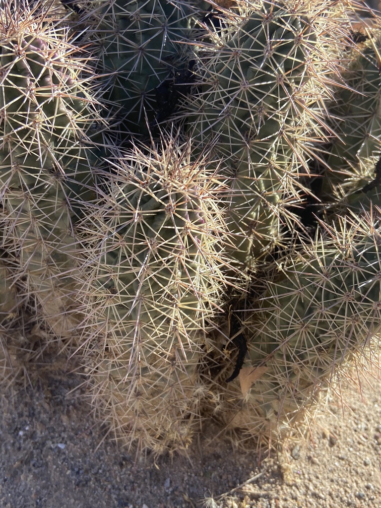 scarlet hedgehog cactus from Bachechi Open Space, Albuquerque, NM, US ...