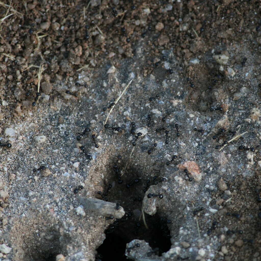 Veromessor pergandei from Hermosillo, Son., México on September 12 ...