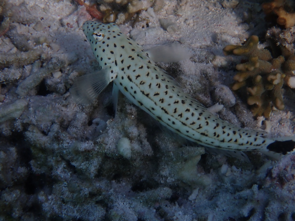 Blacktail Grubfish from Gladstone, QLD, Australia on October 23, 2022 ...