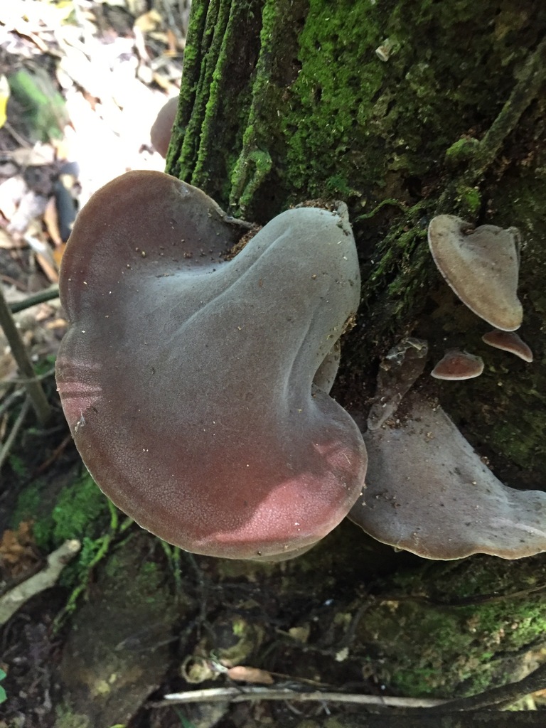 Ear fungus from Wilton, Wellington, New Zealand on December 11, 2022 at ...