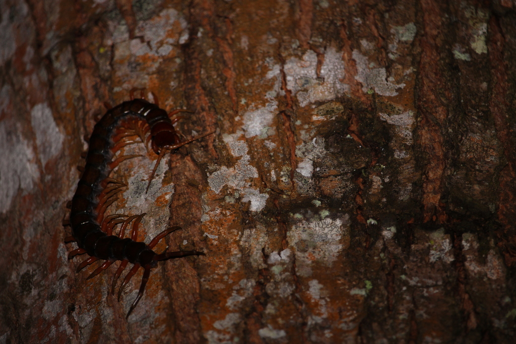Pacific Giant Centipede from Nagekeo Regency, East Nusa Tenggara ...