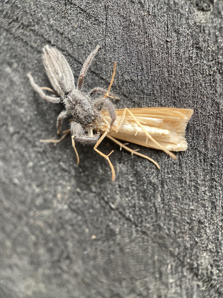 Holoplatys apressus in December 2022 by Nathan Odgers · iNaturalist