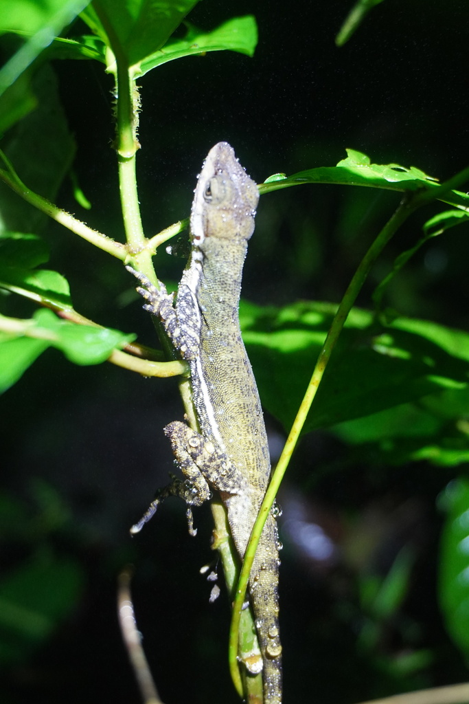 Stream Anole from Guanacaste Province, Costa Rica on November 18, 2022 ...