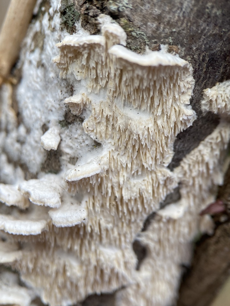 Milk-white Toothed Polypore from Adkins arboretum, Ridgely, MD on ...