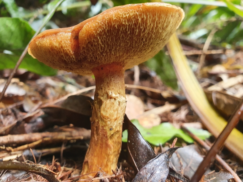 Western Painted Suillus from North Taieri, New Zealand on December 11 ...