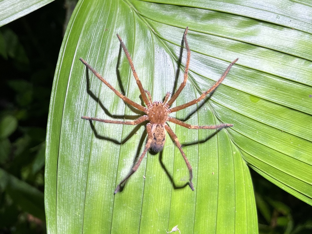 Wandering Spiders from Coban, Alta Verapaz, GT on December 10, 2022 at ...