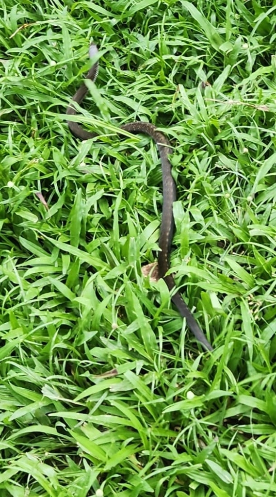 Puerto Rican Racer from El Cinco, San Juan, Puerto Rico on December 10 ...