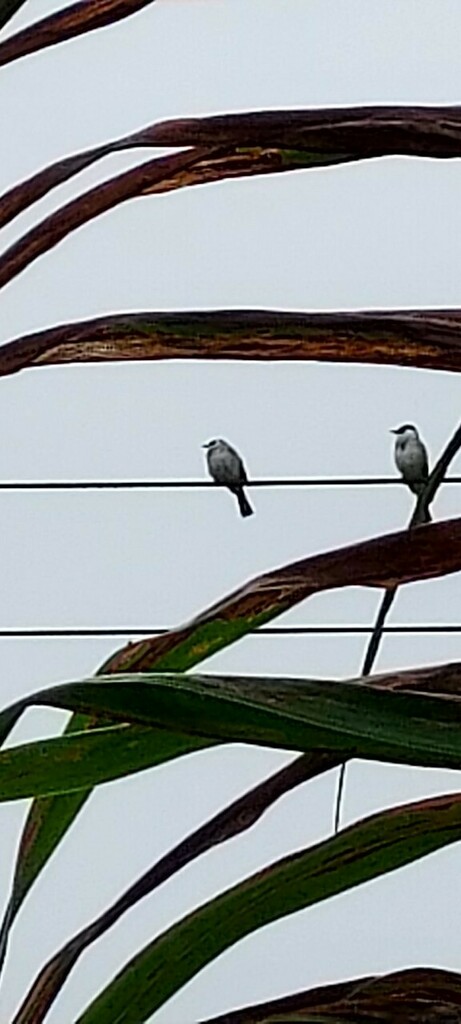 Styan's Bulbul in October 2022 by inatpeshualien001 · iNaturalist