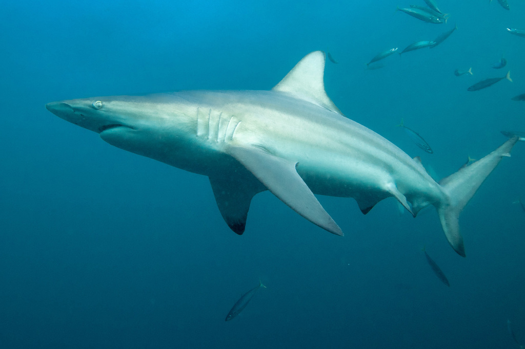 Common Blacktip Shark in July 2022 by Erik Schlogl · iNaturalist