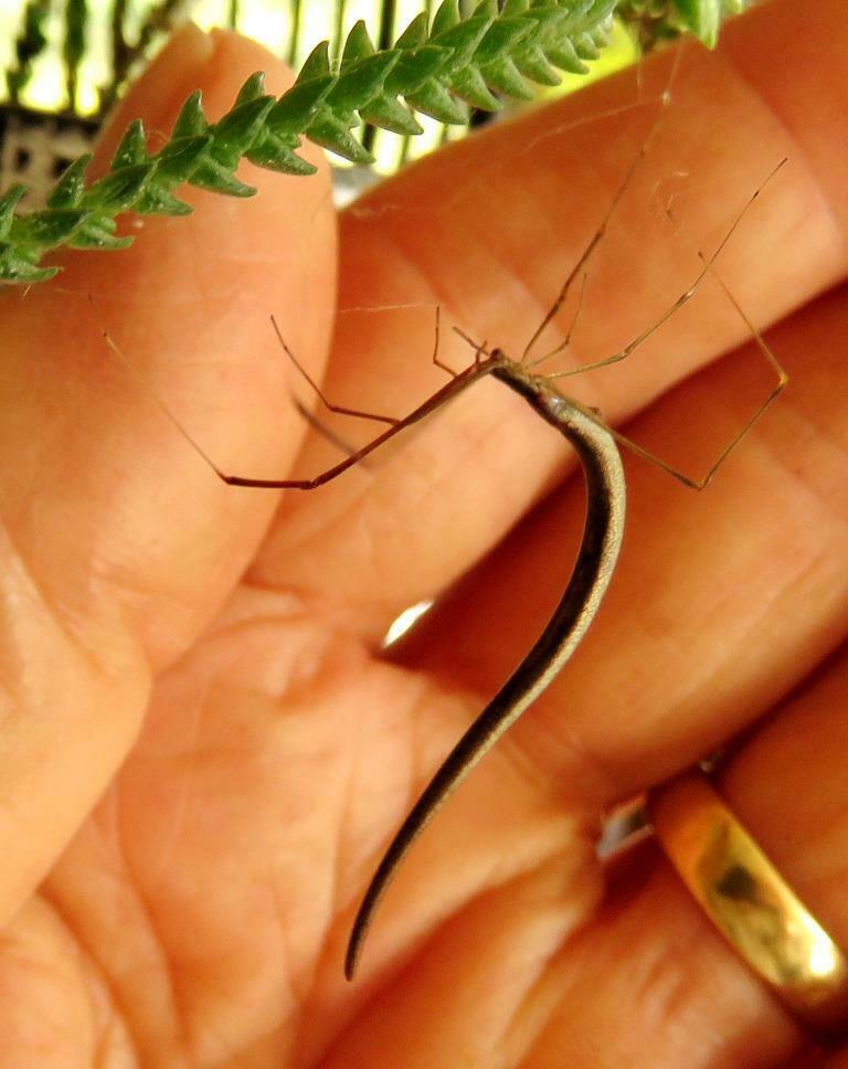 whip spiders from Coomba Park NSW 2428, Australia on December 11, 2022 ...