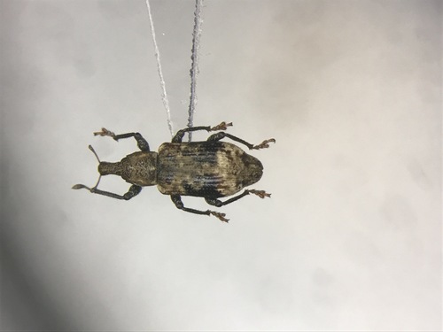 Slow Underwater Weevil (Listronotus delumbis) wildspecies.ca