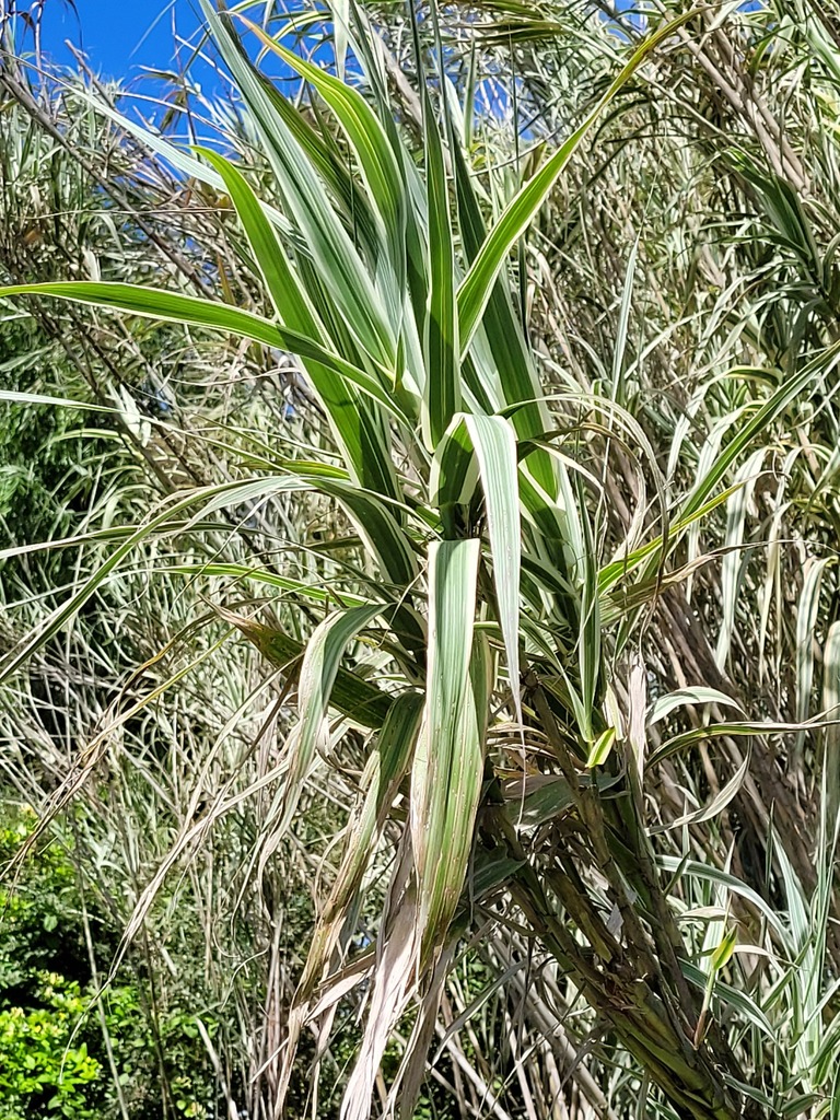 Spanish reed from Pehi Kupa St, Waikanae, New Zealand on December 5 ...