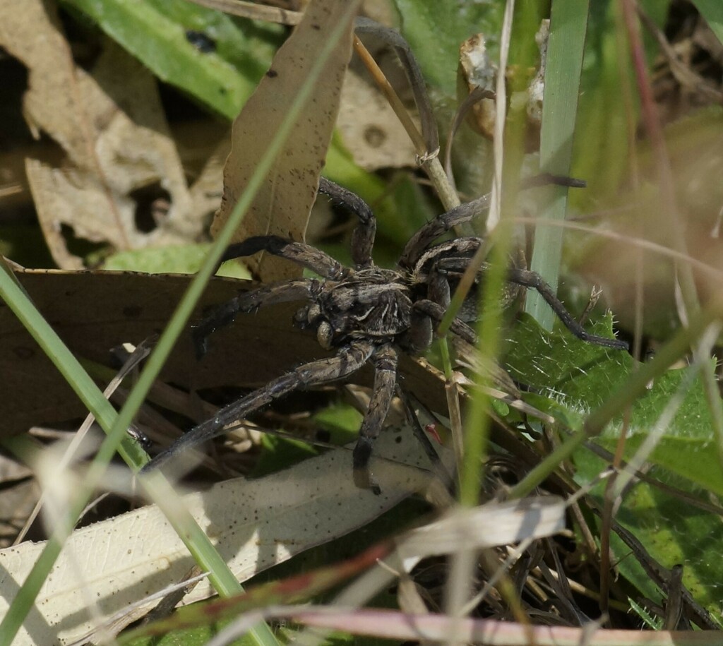 Union-Jack Wolf Spiders from Inverleigh VIC 3321, Australia on December ...