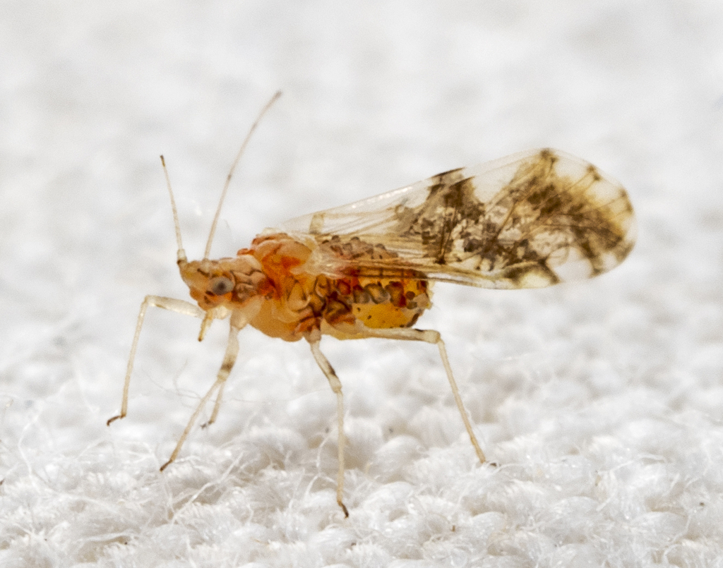 Oak and Chestnut Aphids from Papeete Dr, Plano, TX 75075, USA on ...