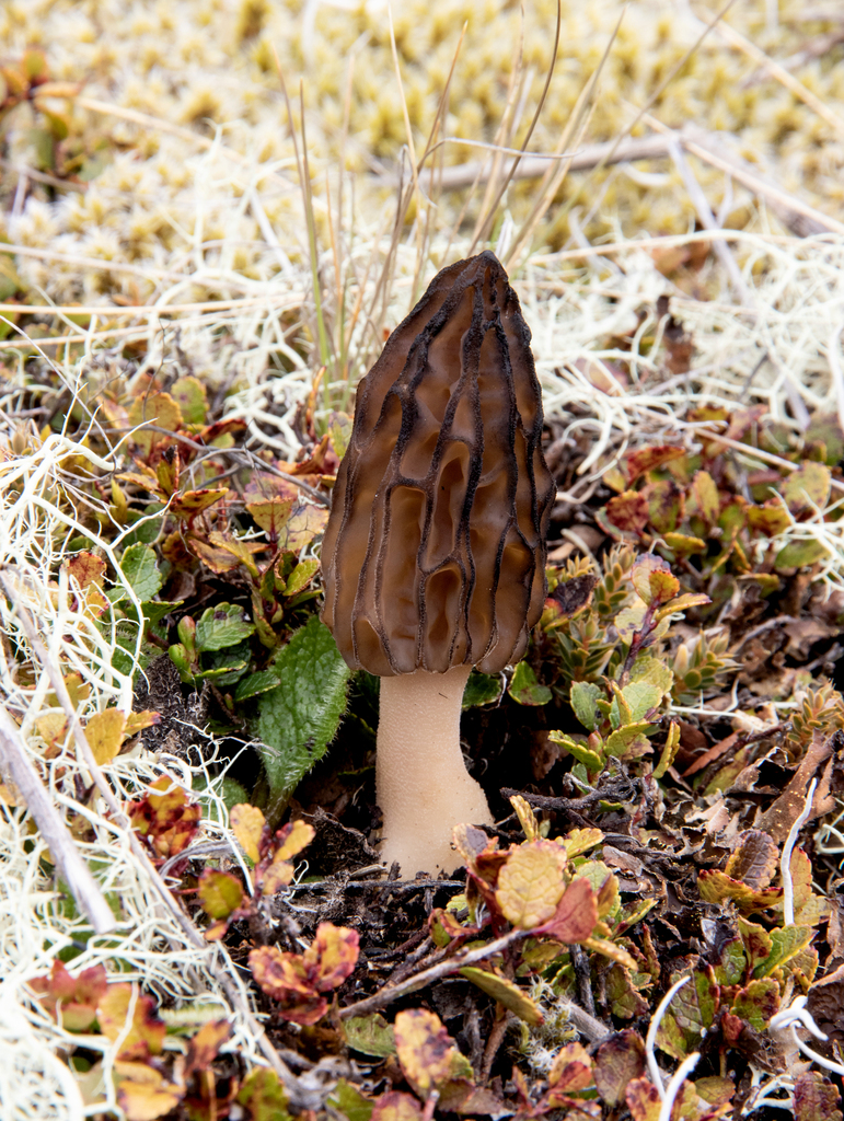 true morels from Awatere Valley, New Zealand on December 10, 2022 at 01 ...