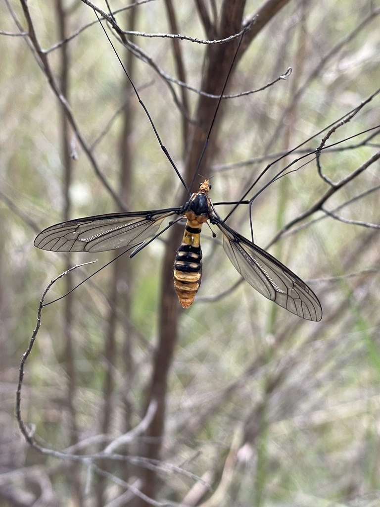 Leptotarsus clavatus from Australian National Botanic Gardens, Canberra ...