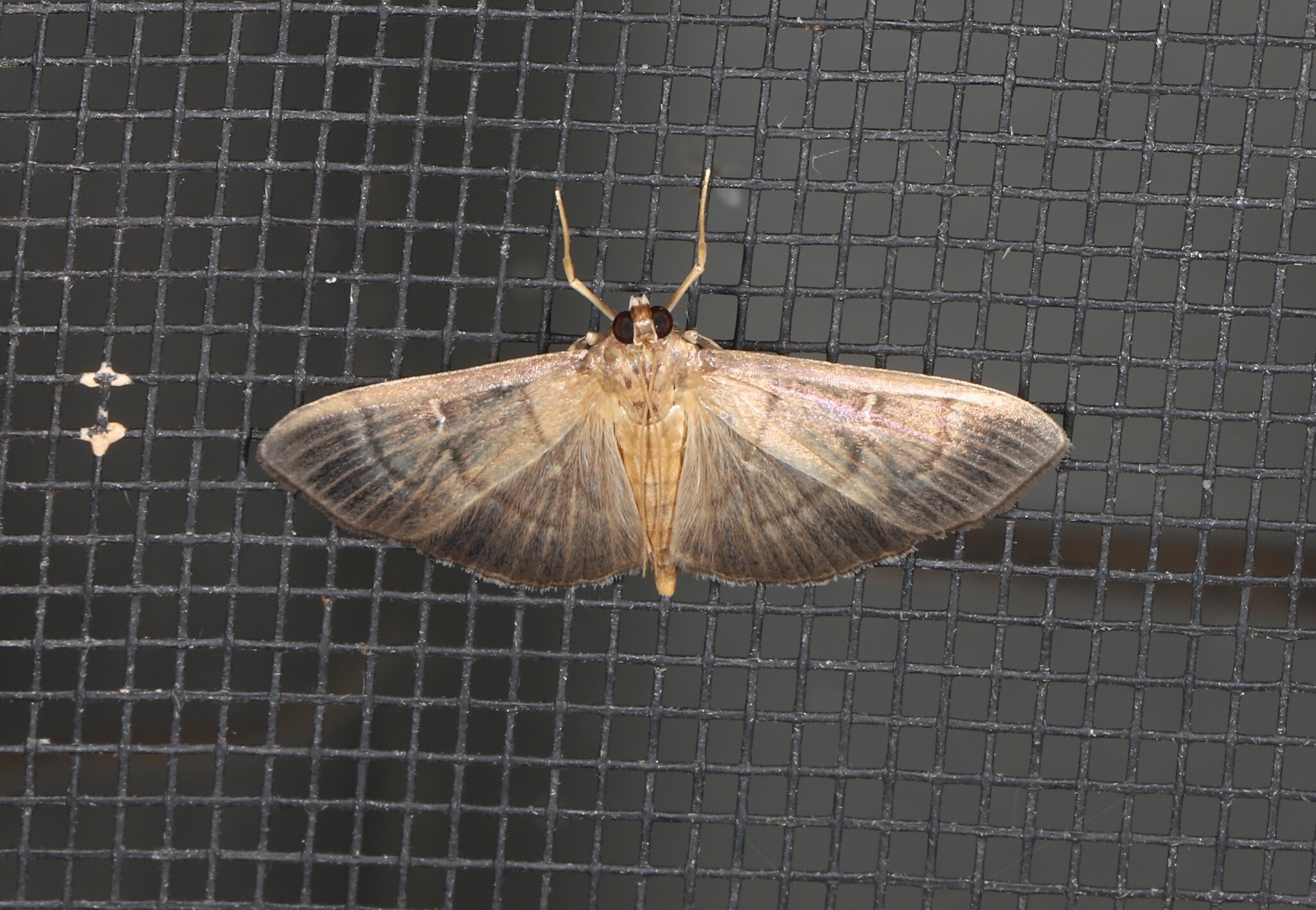 Pramadea Moore, 1888