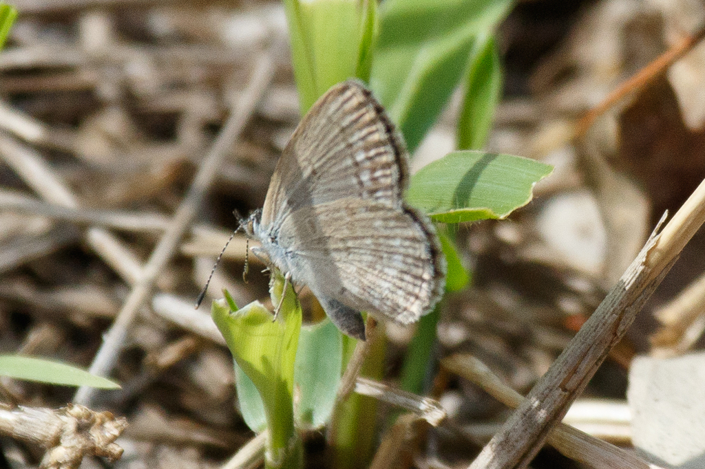 Lesser Grass Blue from Wacol, Queensland, Australia on December 11 ...