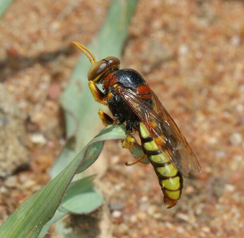 Palarus pentheri · NaturaLista Colombia