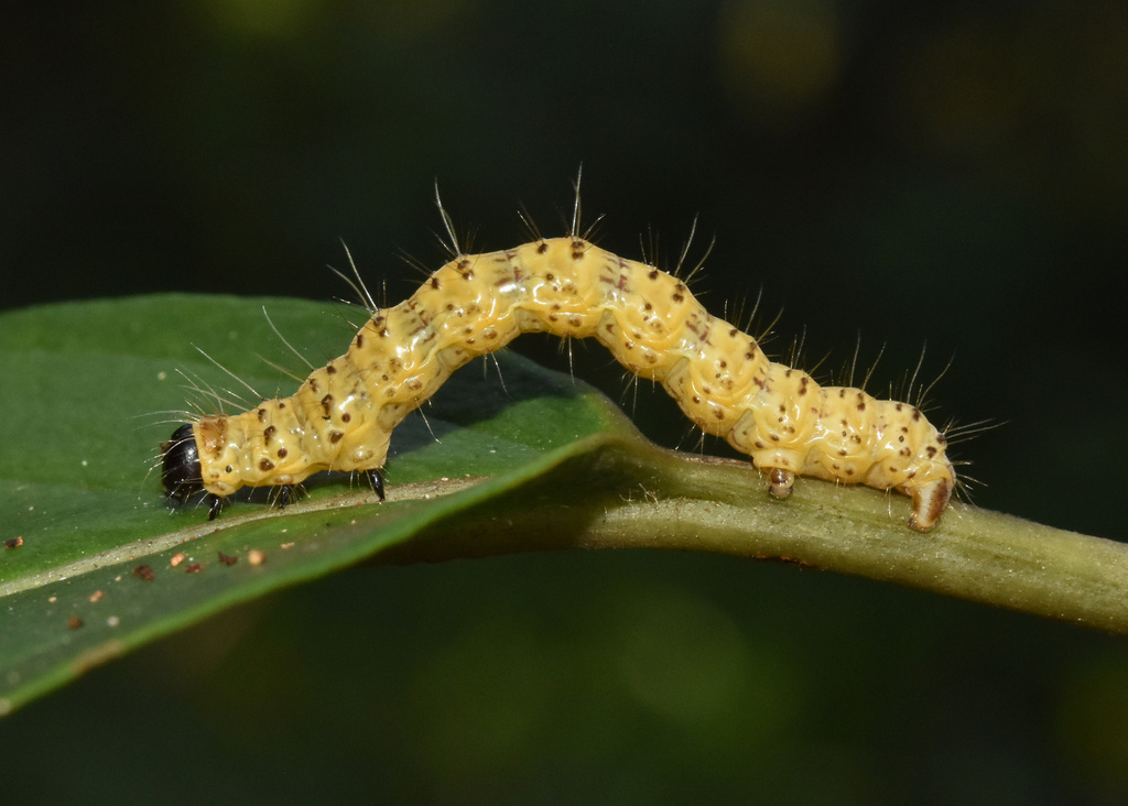 Leopard Magpie Moth from Mahogany Ridge, Pinetown, KZN, ZA on December ...