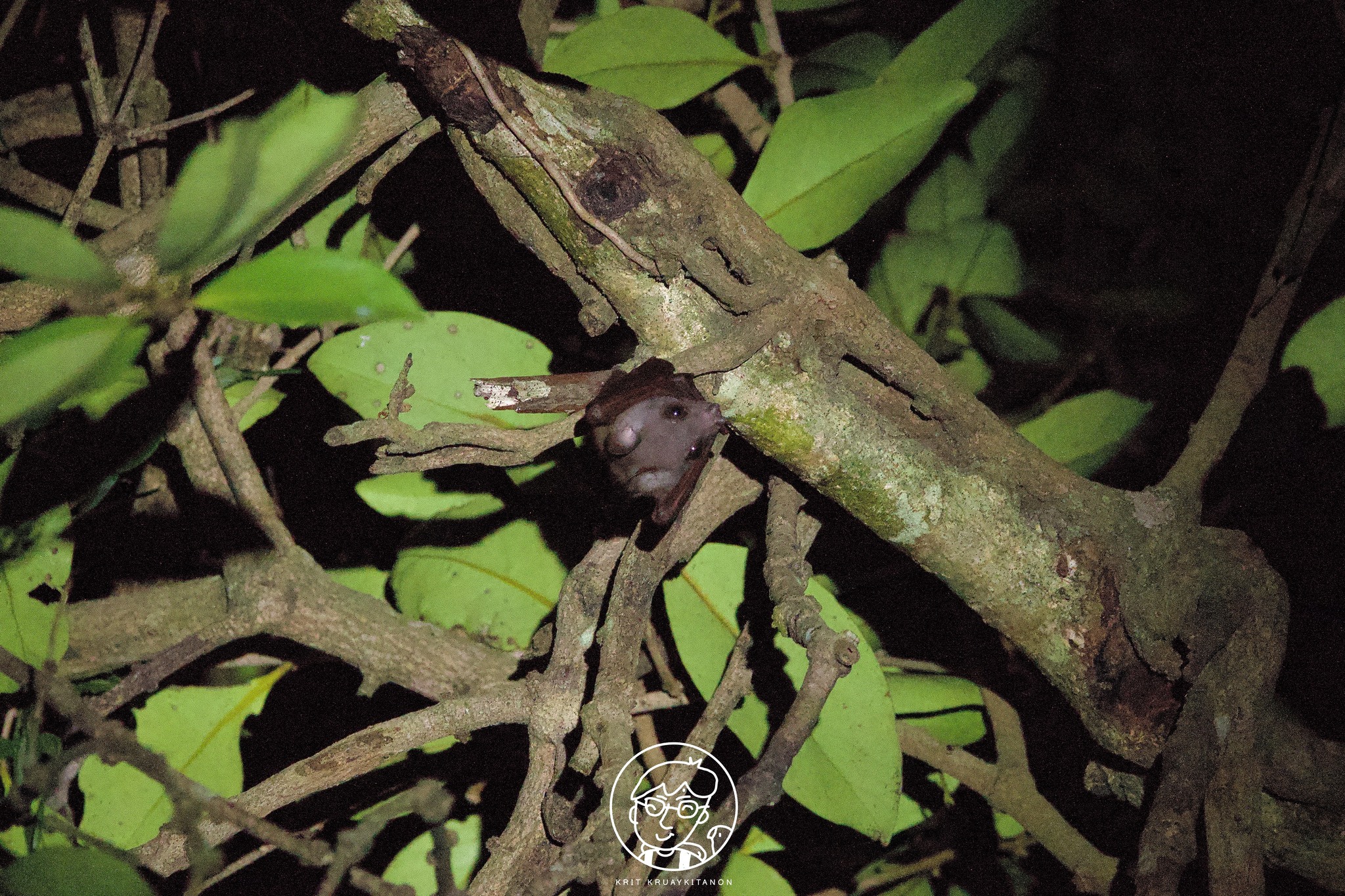 Megaerops niphanae Yenbutra & Felten, 1983