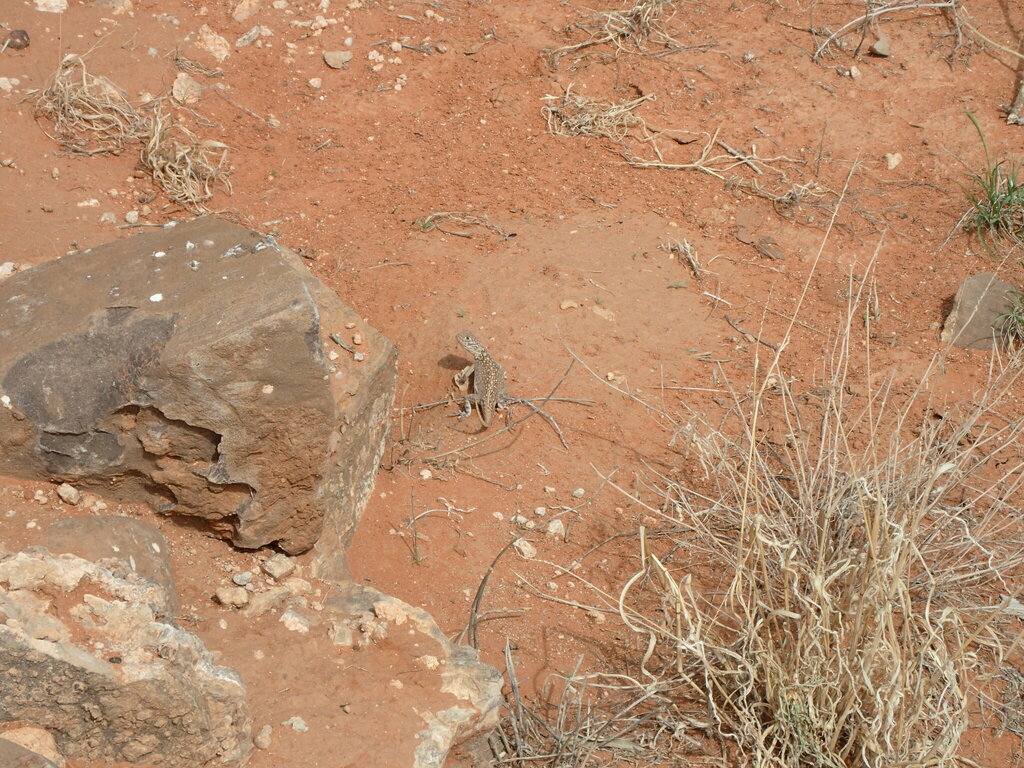 Central Netted Dragon from Anatye NT 0872, Australia on November 19 ...