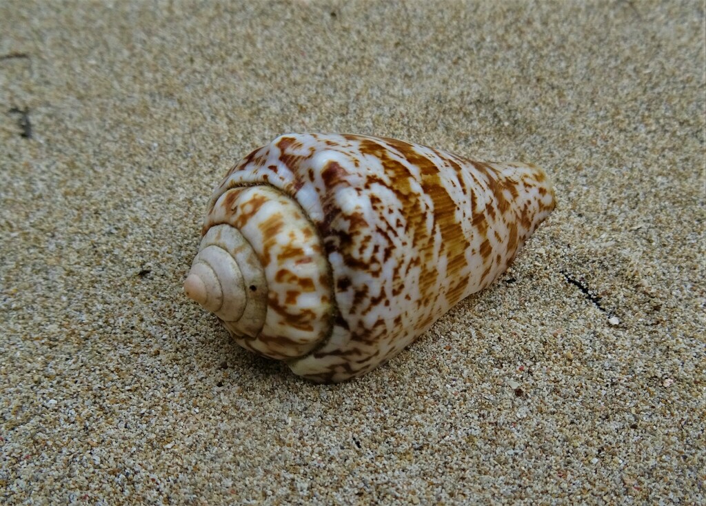 Mauritian conch from Wasini Island, Kenya on December 11, 2022 at 09:30 ...